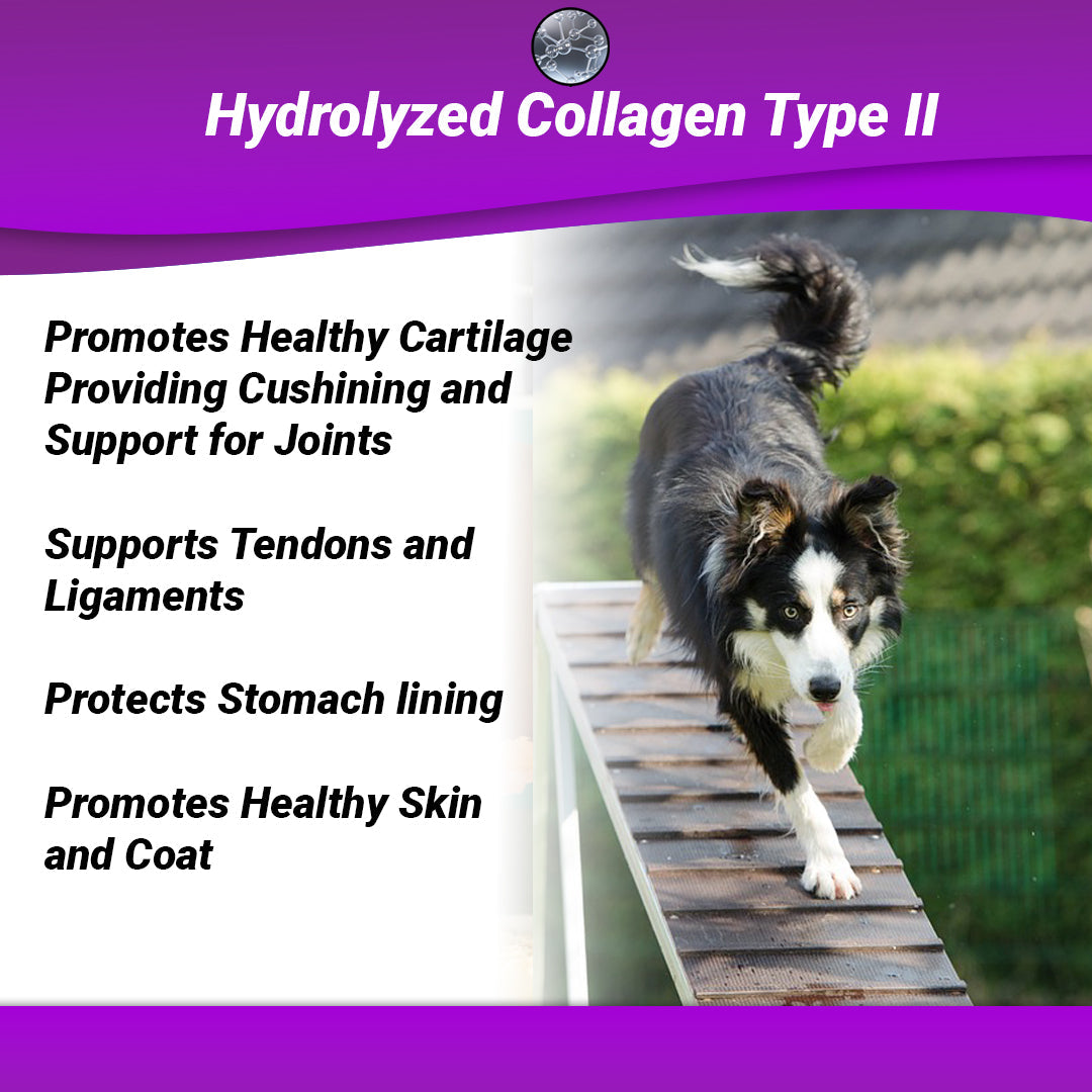 OptiWize Collagen +Plus Pet Formula – OptiWizePet